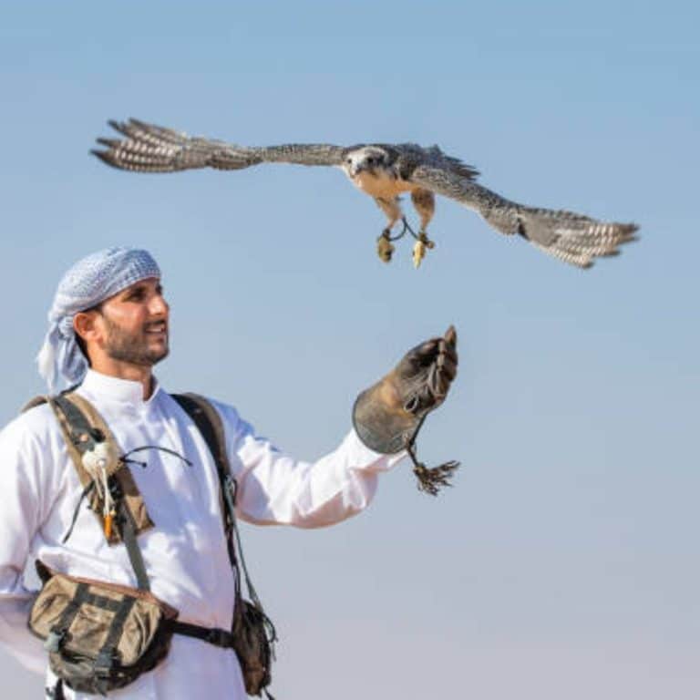 Hire UAE National Bird in Dubai I Bella Entertainment